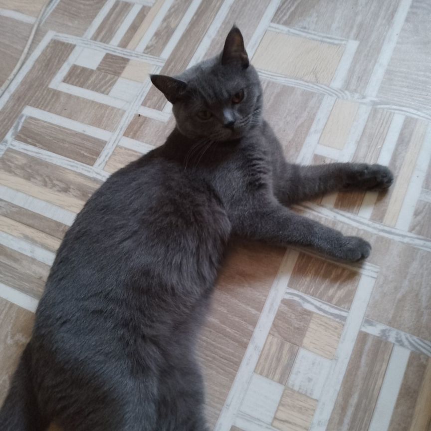 Одам в добрые руки