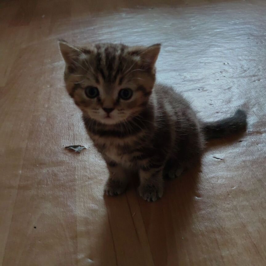 Котенок британка