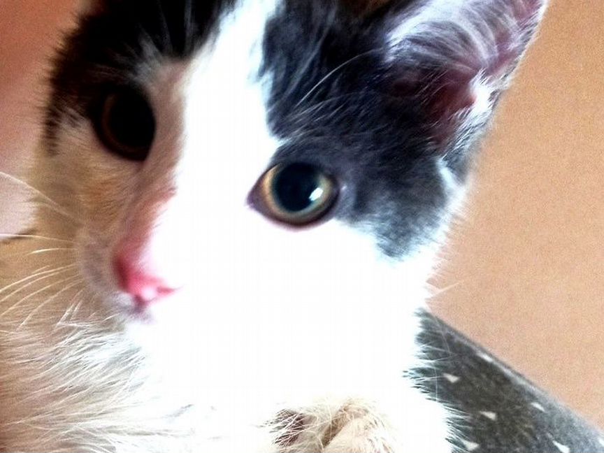 Котик, около 4-х месяцев в добрые руки