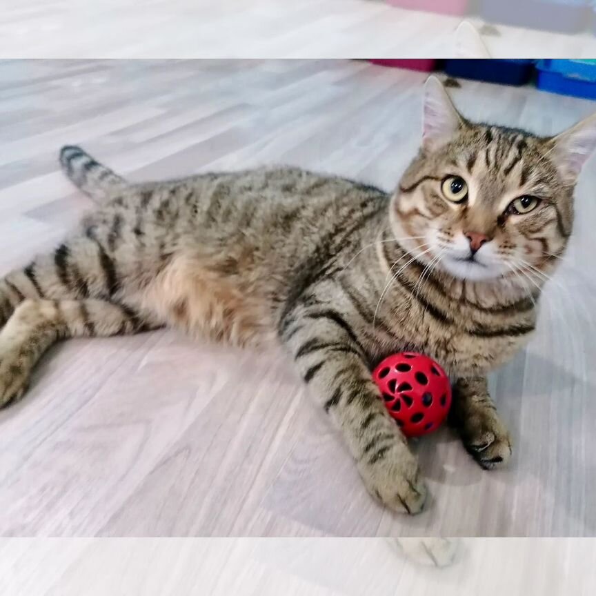 Европейский короткошёрстный, взрослый кот