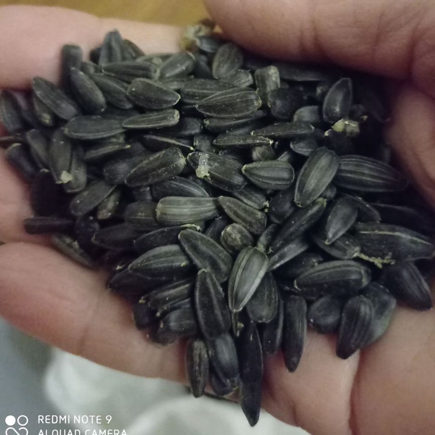 Семечки мелкие для птичек