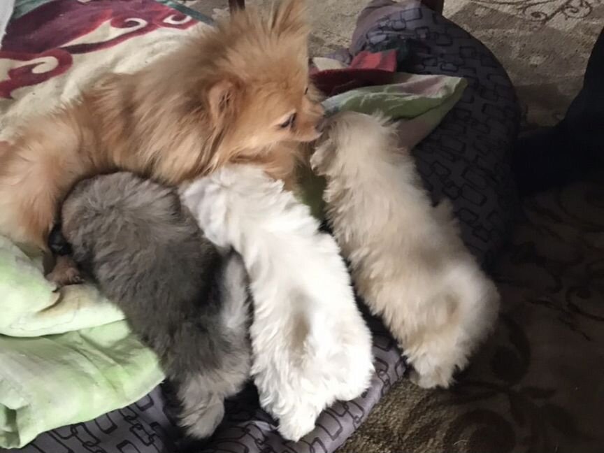 Щенки шпица мини