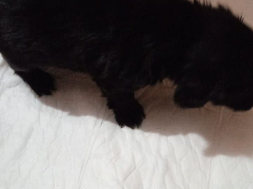 Кокер спаниель