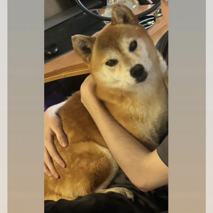 Собака сиба ину