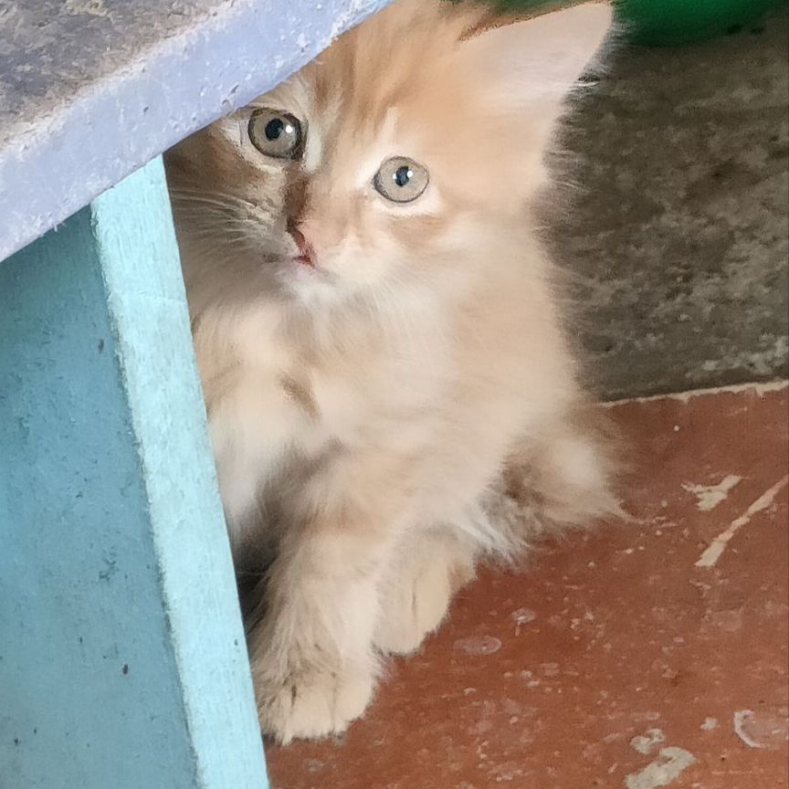 Отдам котят