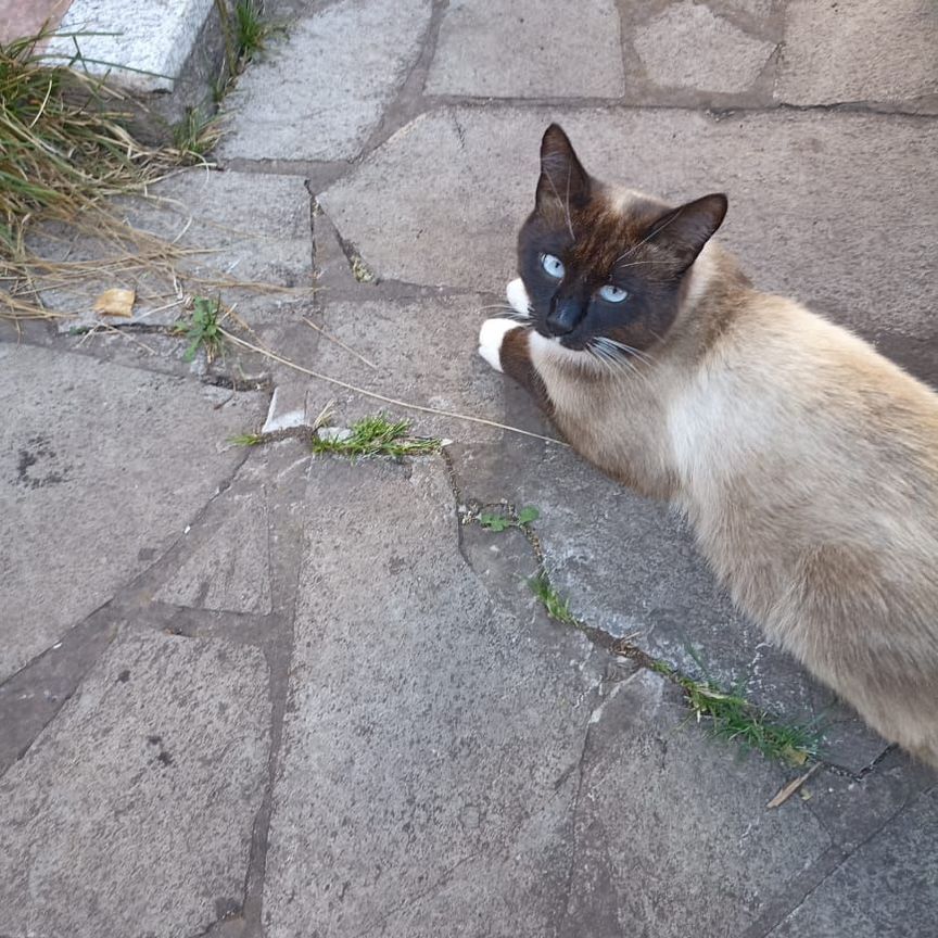 Сиамский кот