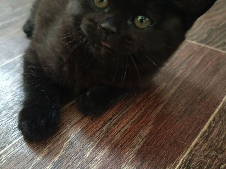 Британский котенок