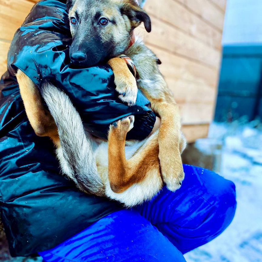 Щенок в добрые руки