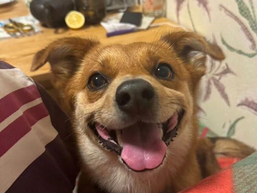 Маленькая собачка в добрые руки