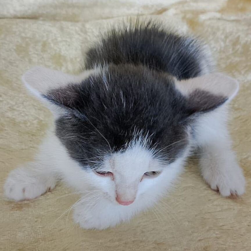 Котенок