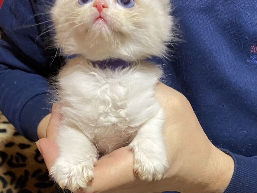 Котенок рэгдолл