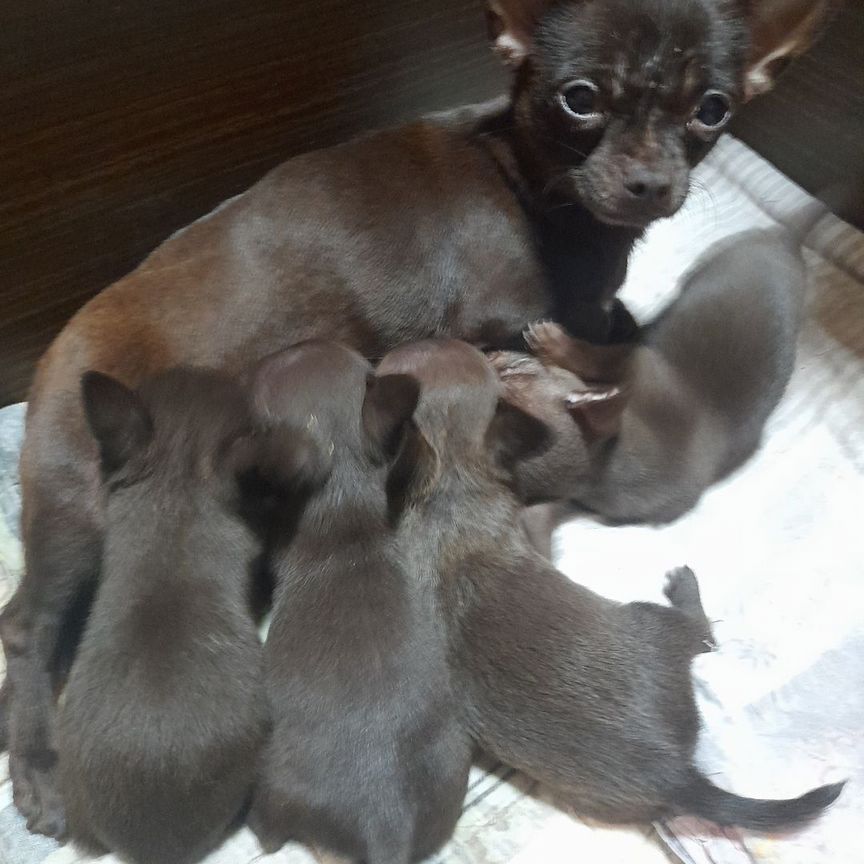 Чихуахуа девочки и мальчик мини