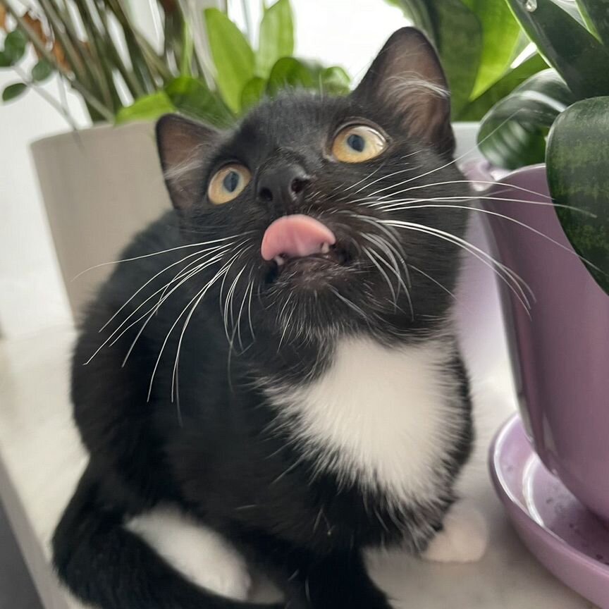 Котенок Джинни ищет маму и папу