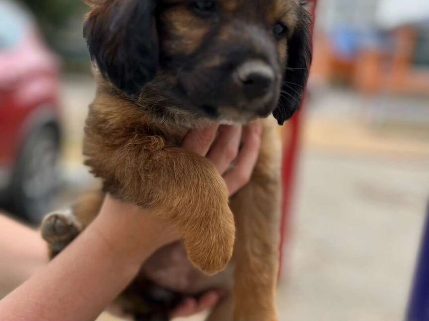 Очаровательные щеночки