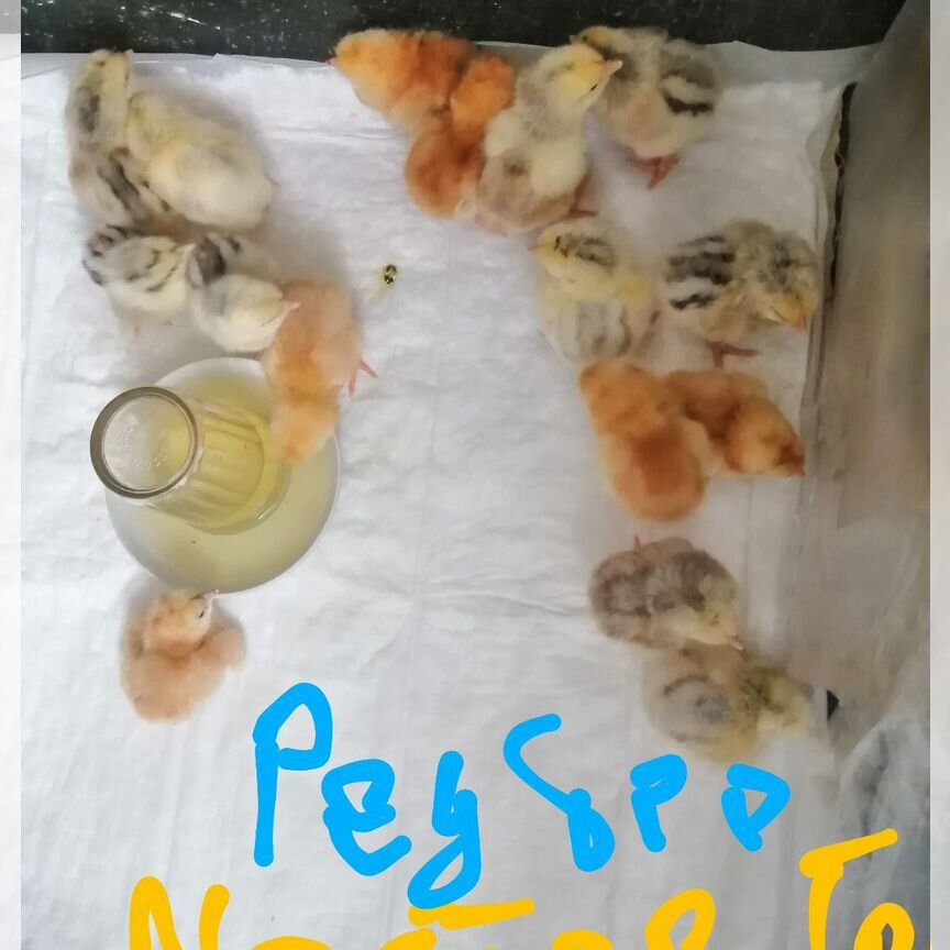 Цыплята цветной бройлер., мясо яичной породы