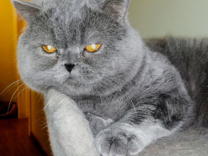 Британский кот