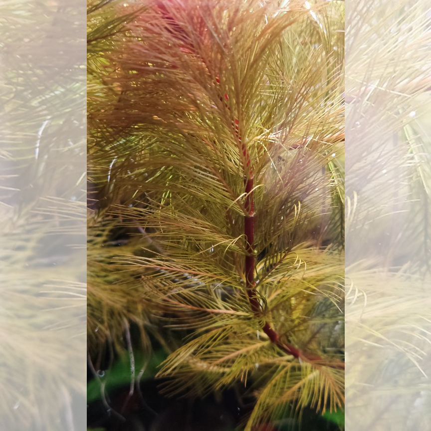 Аквариумные растения