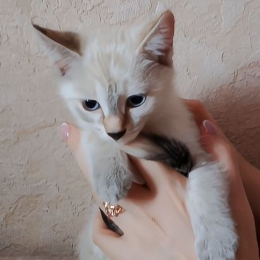 Сиамский котёнок