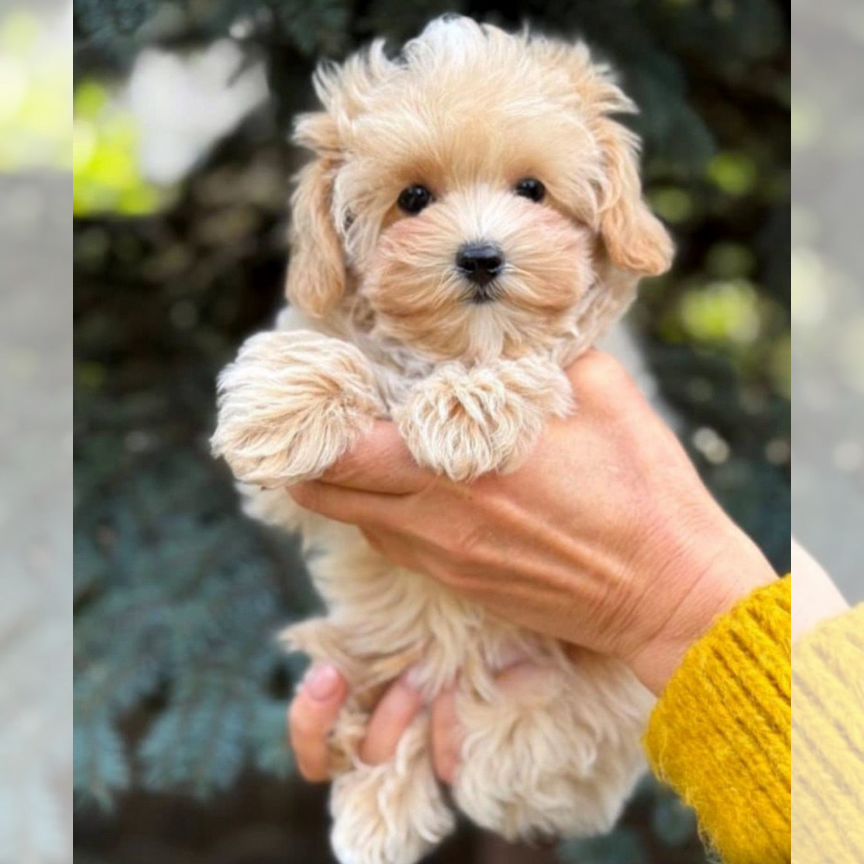 Мальтипу, щенок