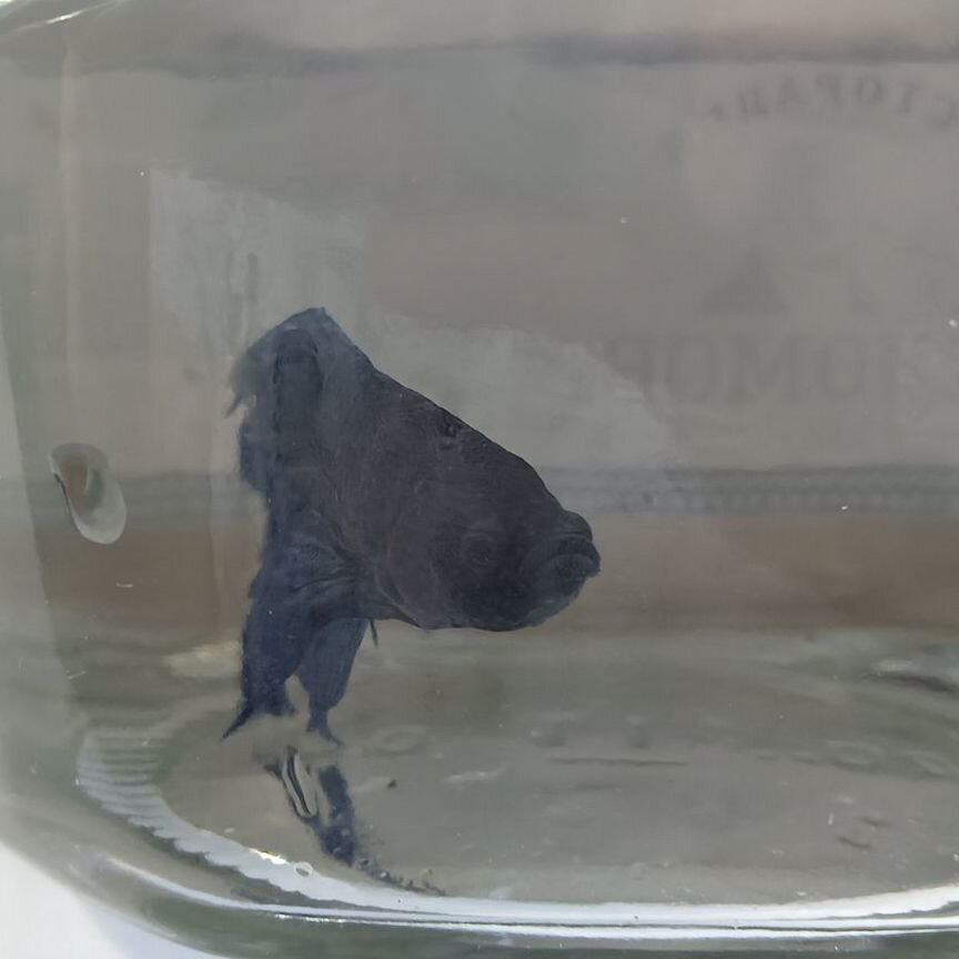 Рыба петушок (самец)