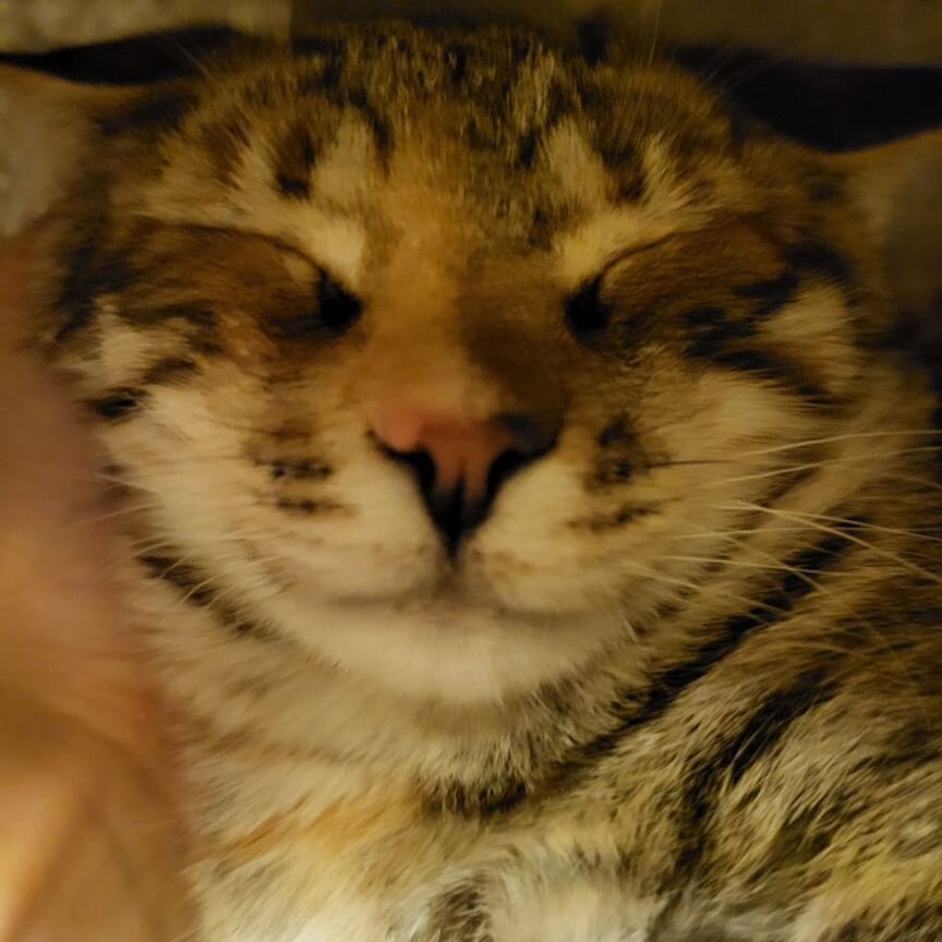 Котёнок Моля ищет дом