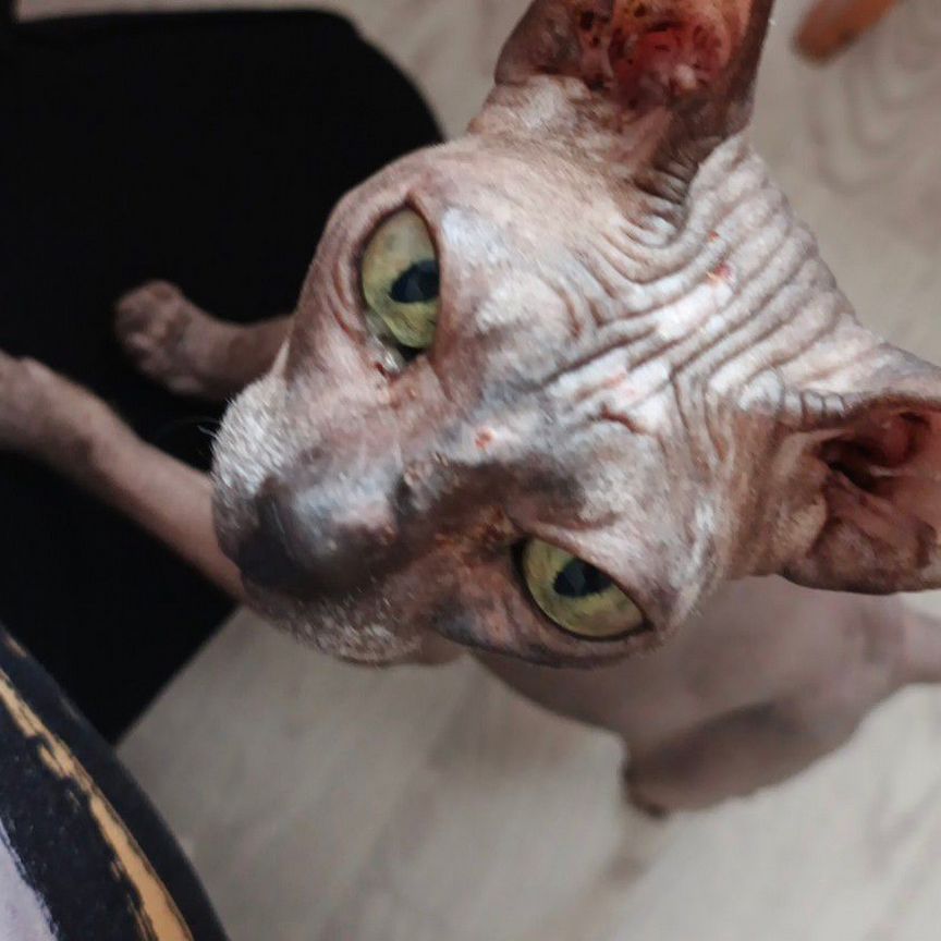Кошка сфинкс бесплатно