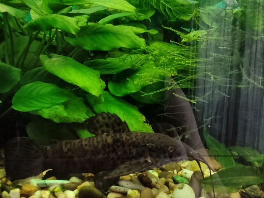 Сом таракатум