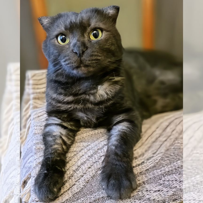 Шотландский вислоухий короткошёрстный, взрослый кот