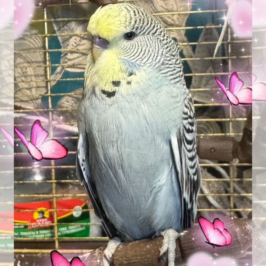 Выставочный волнистый попугай ввп Чех