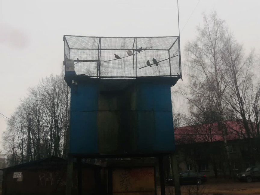 Продаеться голубятня