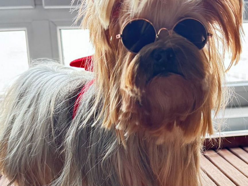 Йоркширский терьер мини