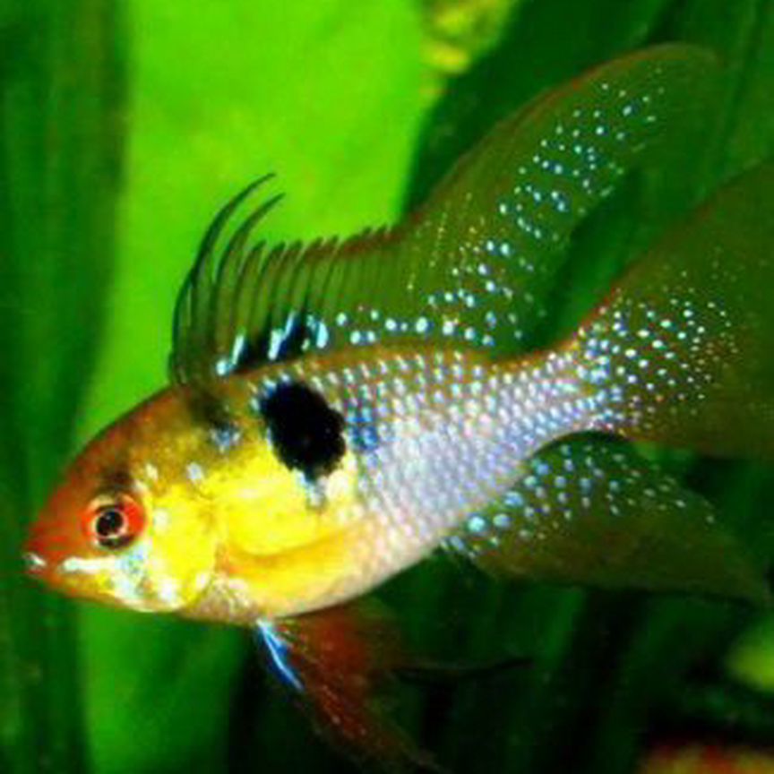 Апистограма :аквариумная рыба