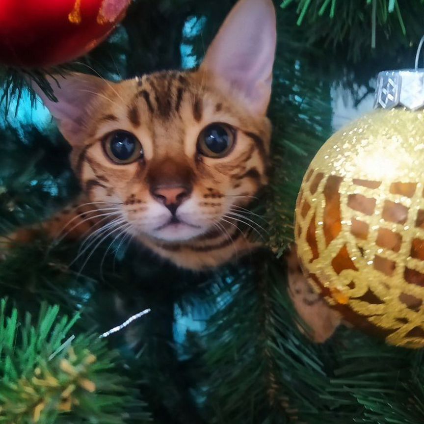 Бенгальская, взрослая кошка