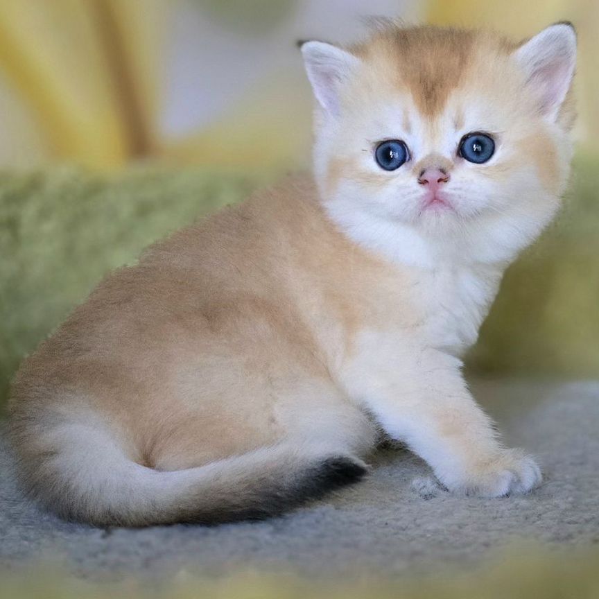 Шотландский прямоухий короткошёрстный котёнок