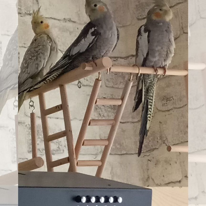 Попугай корелла птенец