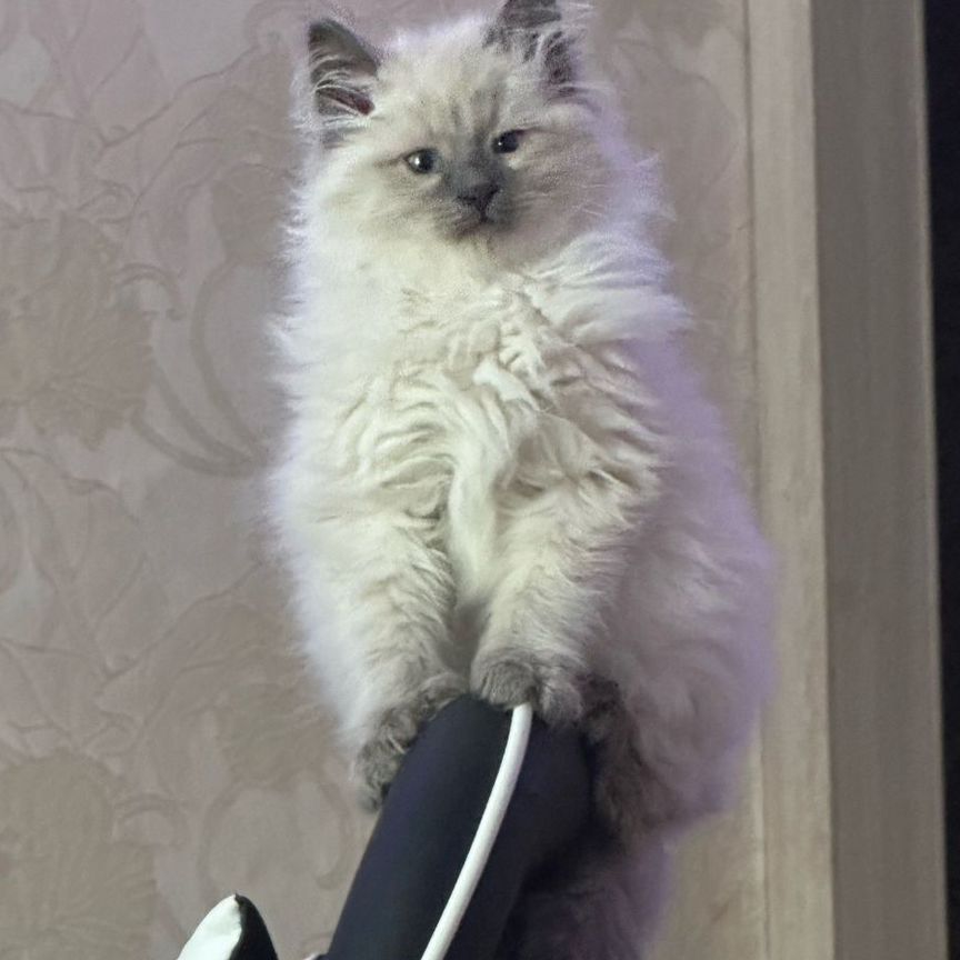 Котёнок от частного владельца