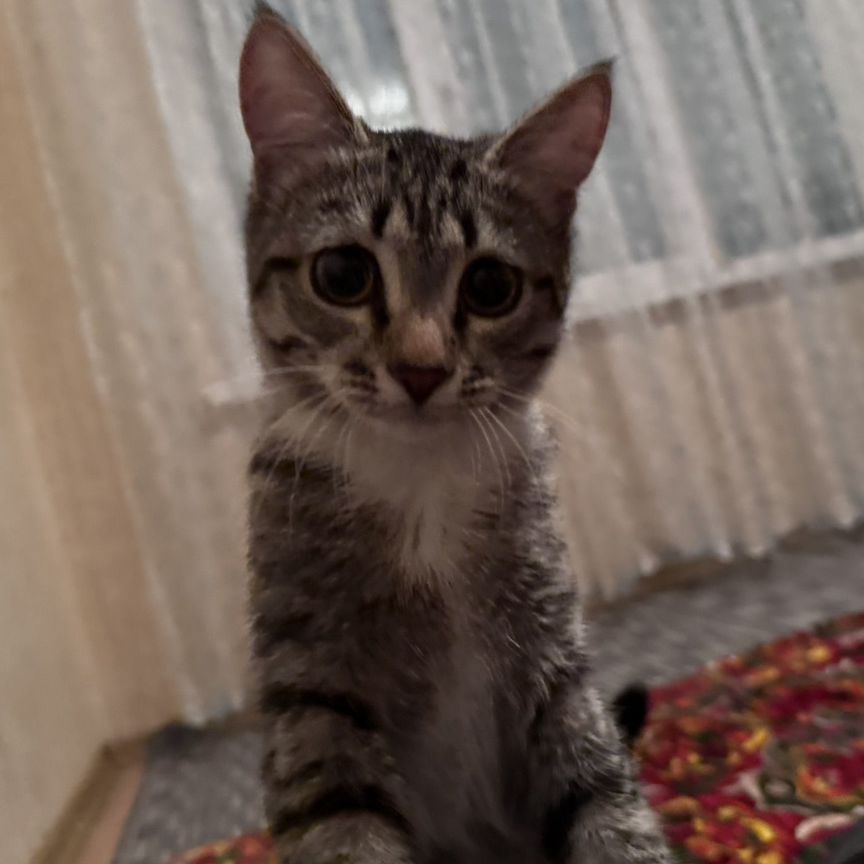 Отдам бесплатно кошку в добрые руки