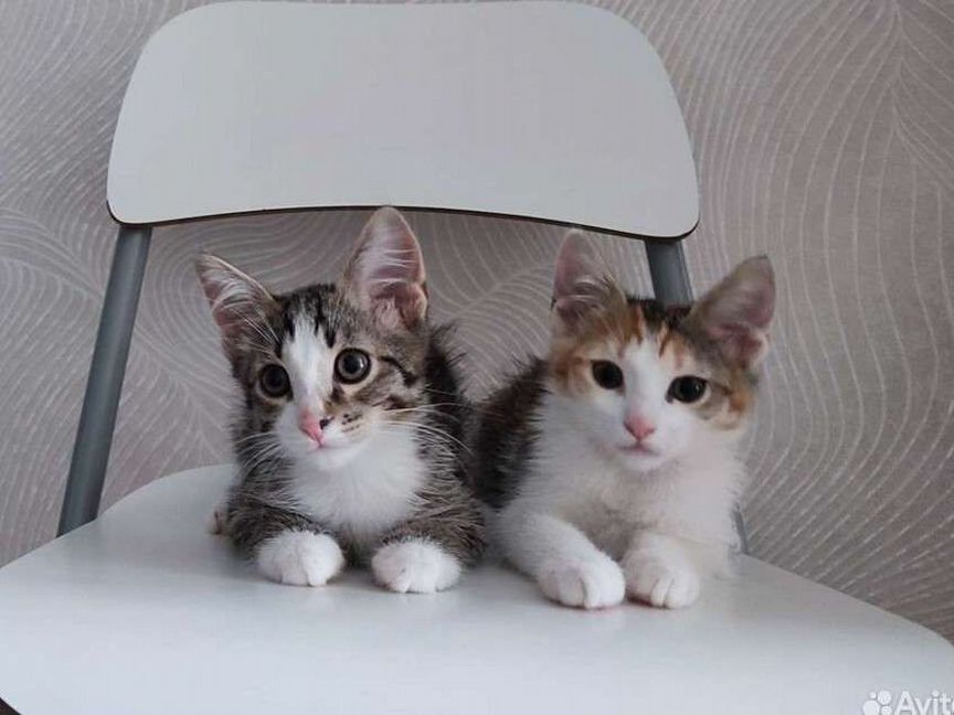 Кошка в дар бесплатно