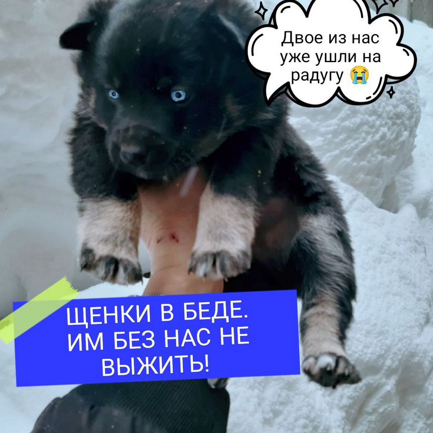 Щенок в страшном месте (в добрые руки)