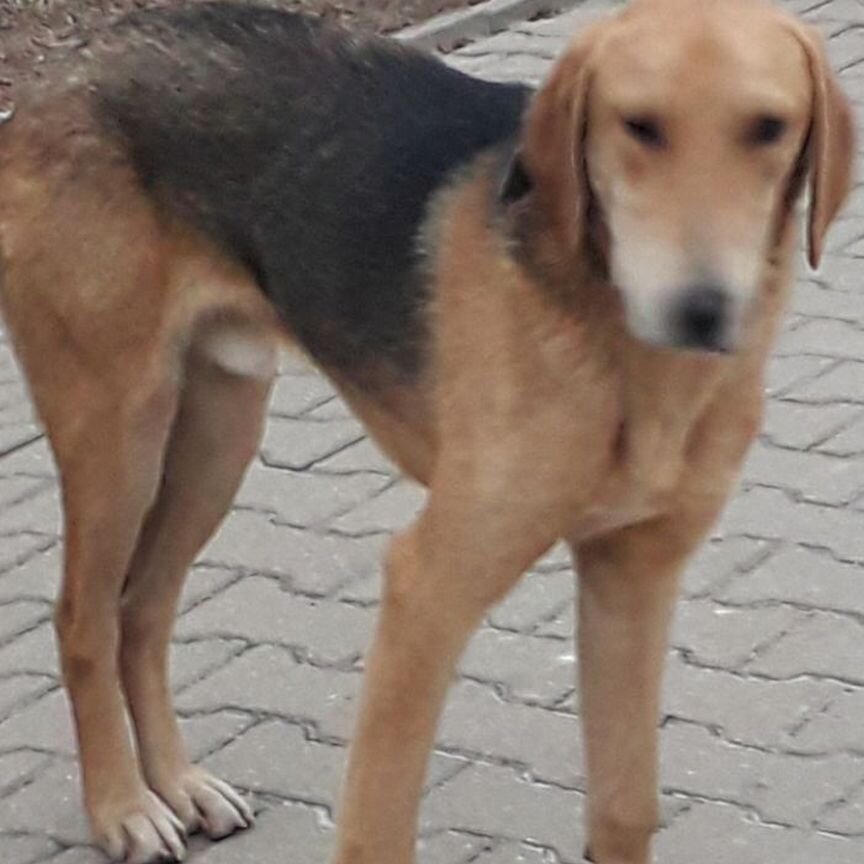 Найдена, замечена собака