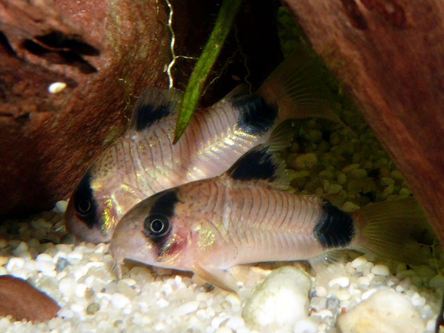 Сомики коридорасы panda 5 шт