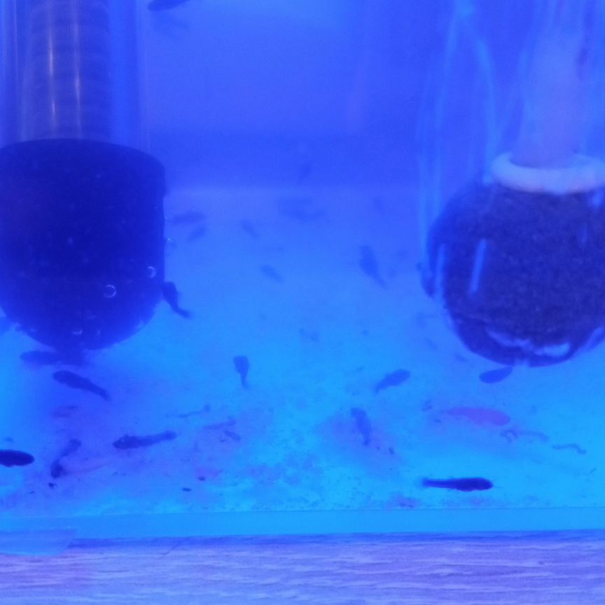 Мальки малинезии