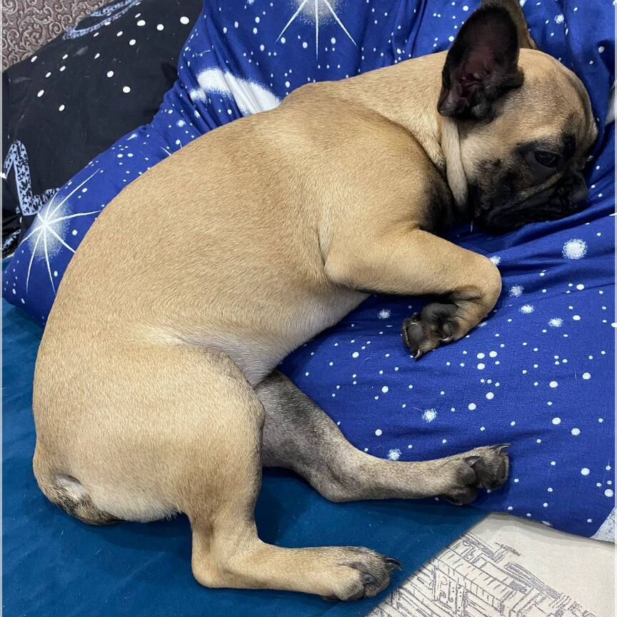 Французский бульдог, взрослая собака