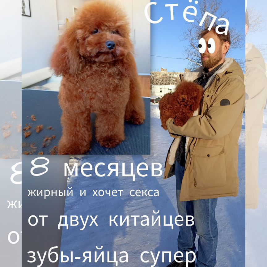 Той-пудель, взрослый пёс