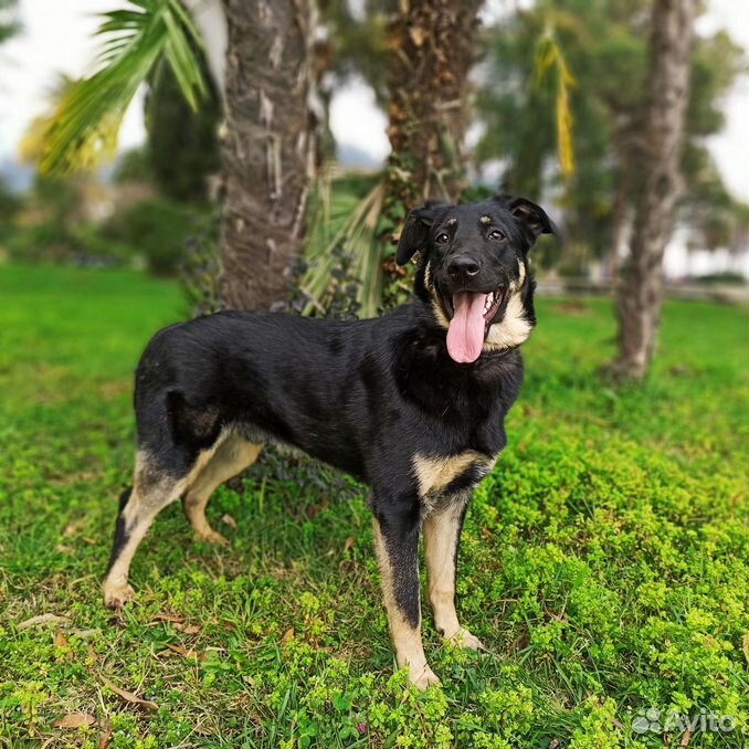 Классный подросток Чак ищет дом