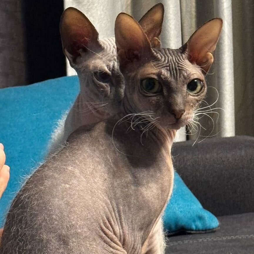 Канадский сфинкс котёнок
