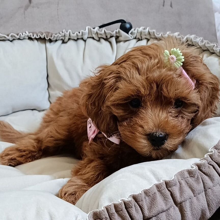 Мальтипу, щенок