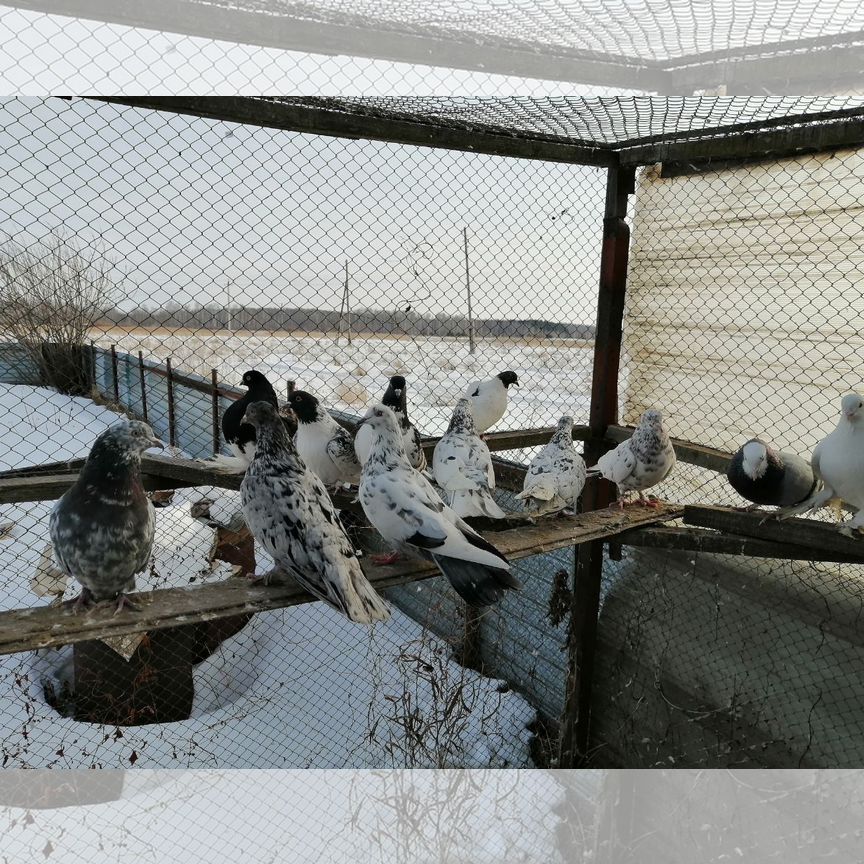 Голубь " бакинец", "узбек" и т.д