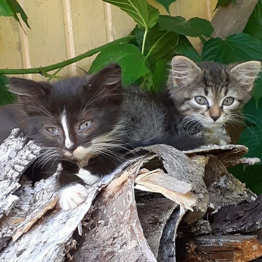 Котята в добрые руки мальчики