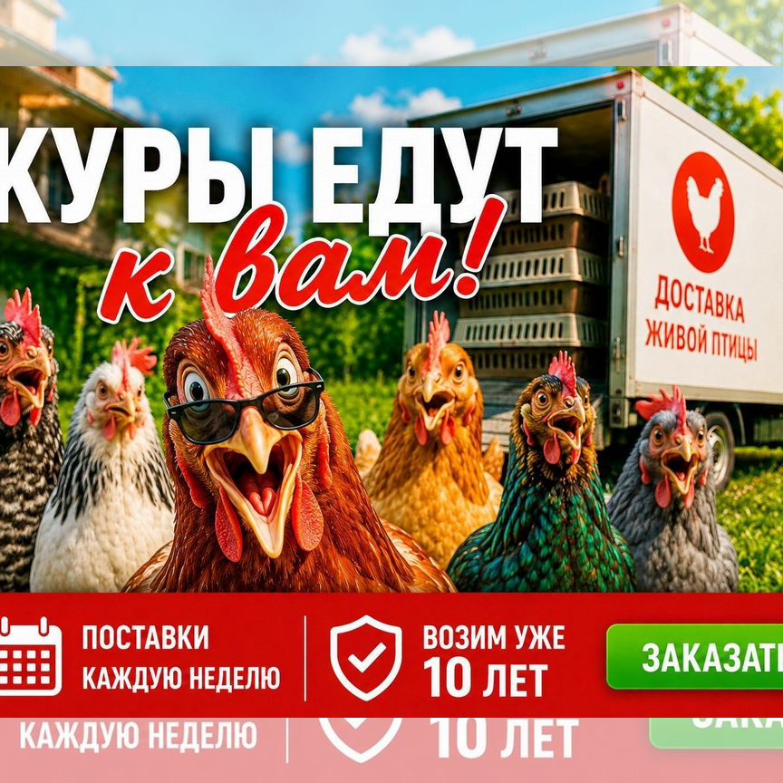 Куры Несушки Молодки опт от 100 шт Бизнес на яйце